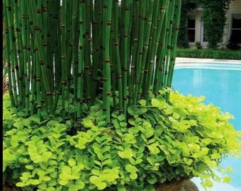 Horsetail Reed, Equisetum Hyemale, Horsetail Reed Grass, Horsetail Reed ...