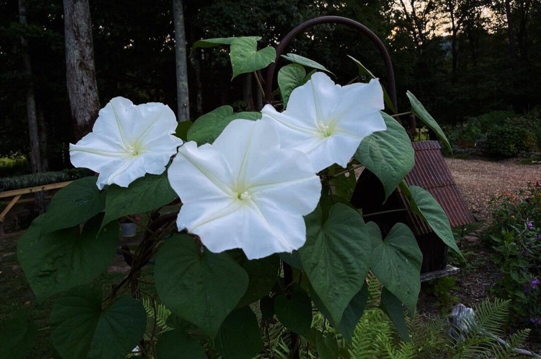 Giant White Moon Flower You Will Received a Lots of the Seeds - Etsy
