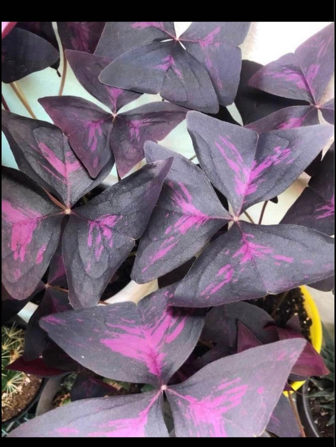 Trébol Morado Oxalis triangularis 6 bulbos sanos - Etsy España