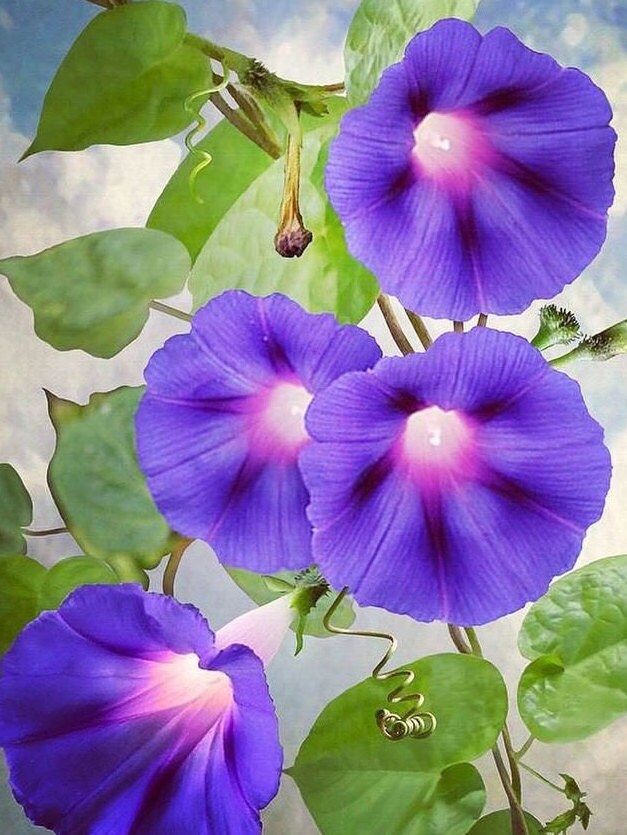 Moonflower & Few Variety of the Morning Glory Mixed You Will - Etsy