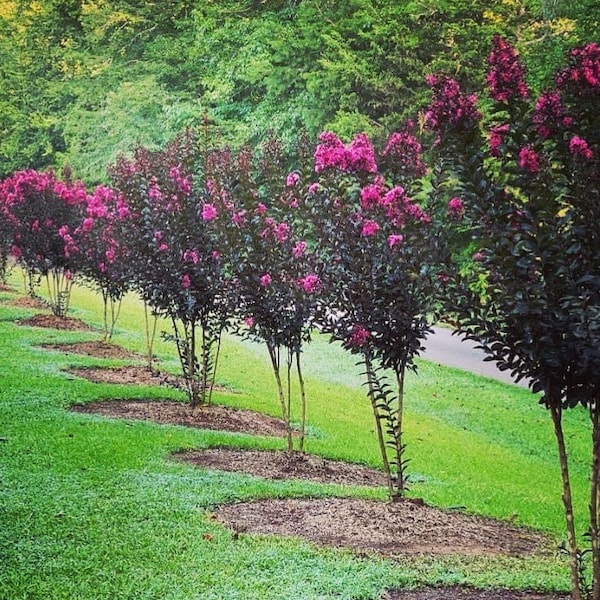 Dwarf Crape Myrtle Tree - Etsy