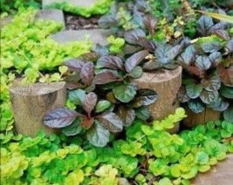 Pachysandra Terminalis Common Japanese Spruge Groundcover 50 - Etsy