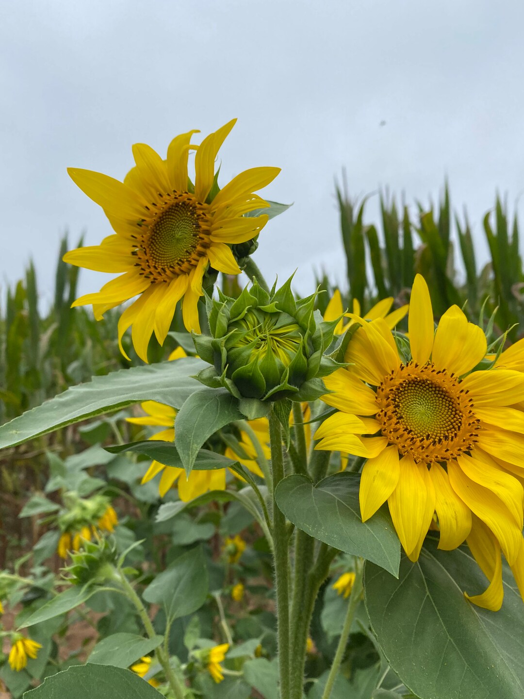 Sunflower Cluster - Etsy