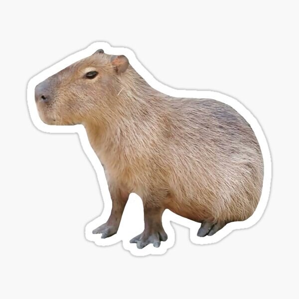 Capybara Realistic Photo Sitting Meme Cute Animal Vinyl Sticker - Etsy