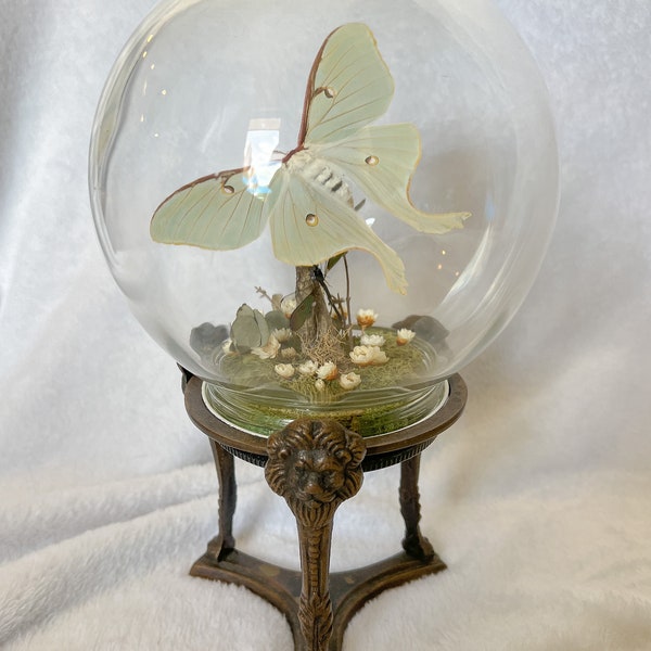 Insect Taxidermy Terrarium - Etsy
