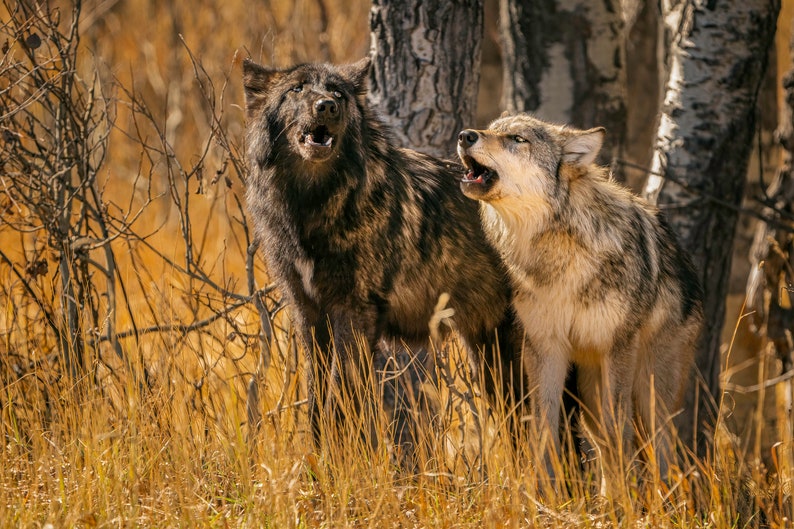Black and Gray Wolves Howling in Grand Teton National Park -fine Art ...