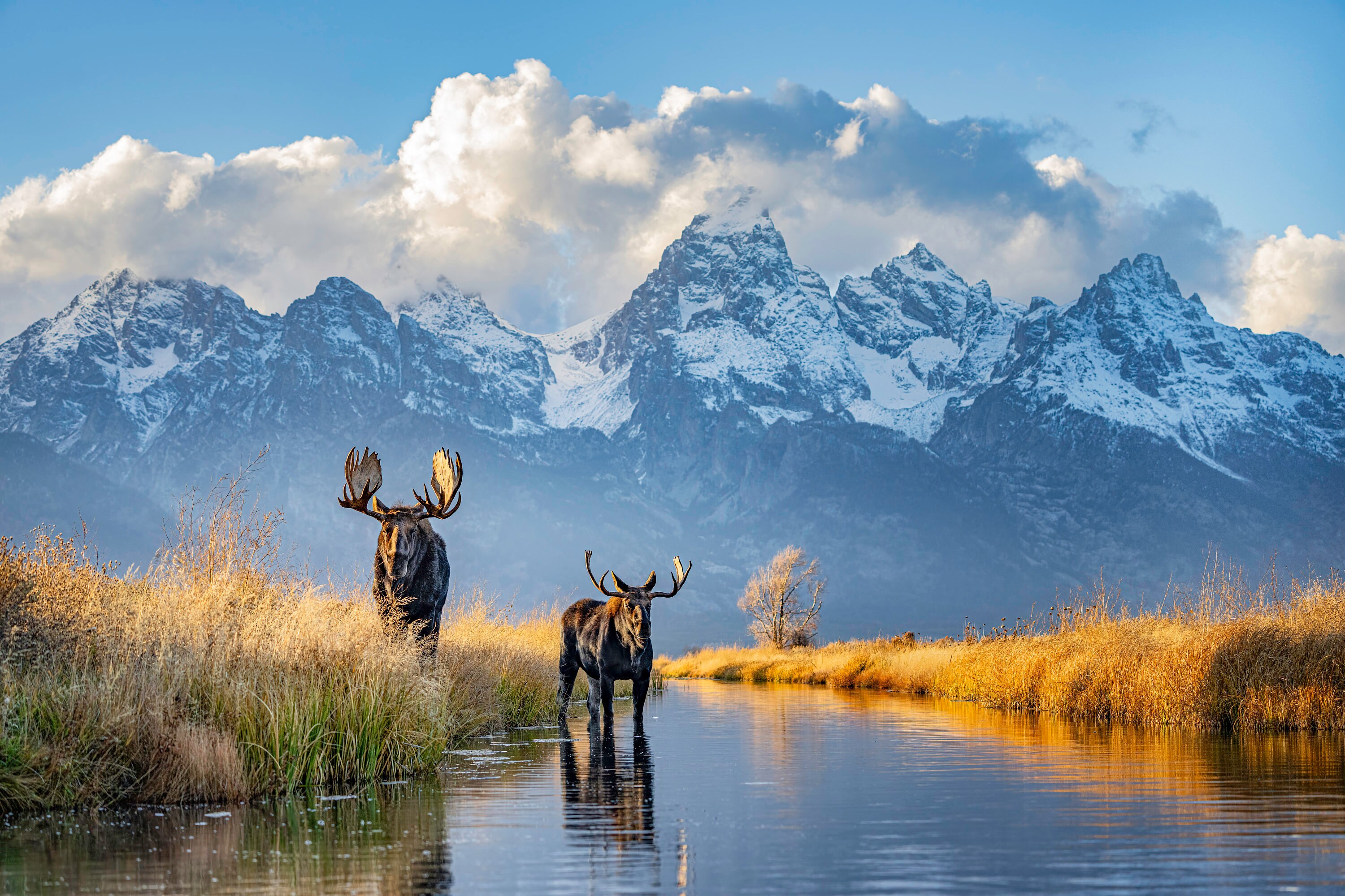 Bull Moose in Front of the Tetons Photo Print, Wildlife Photography Art ...