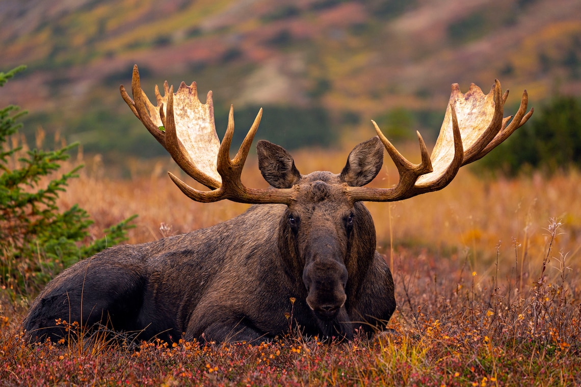 Giant Alaska Bull Moose Laying on Tundra, Wildlife Photography Art ...