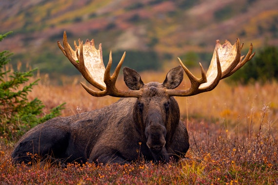 Giant Moose