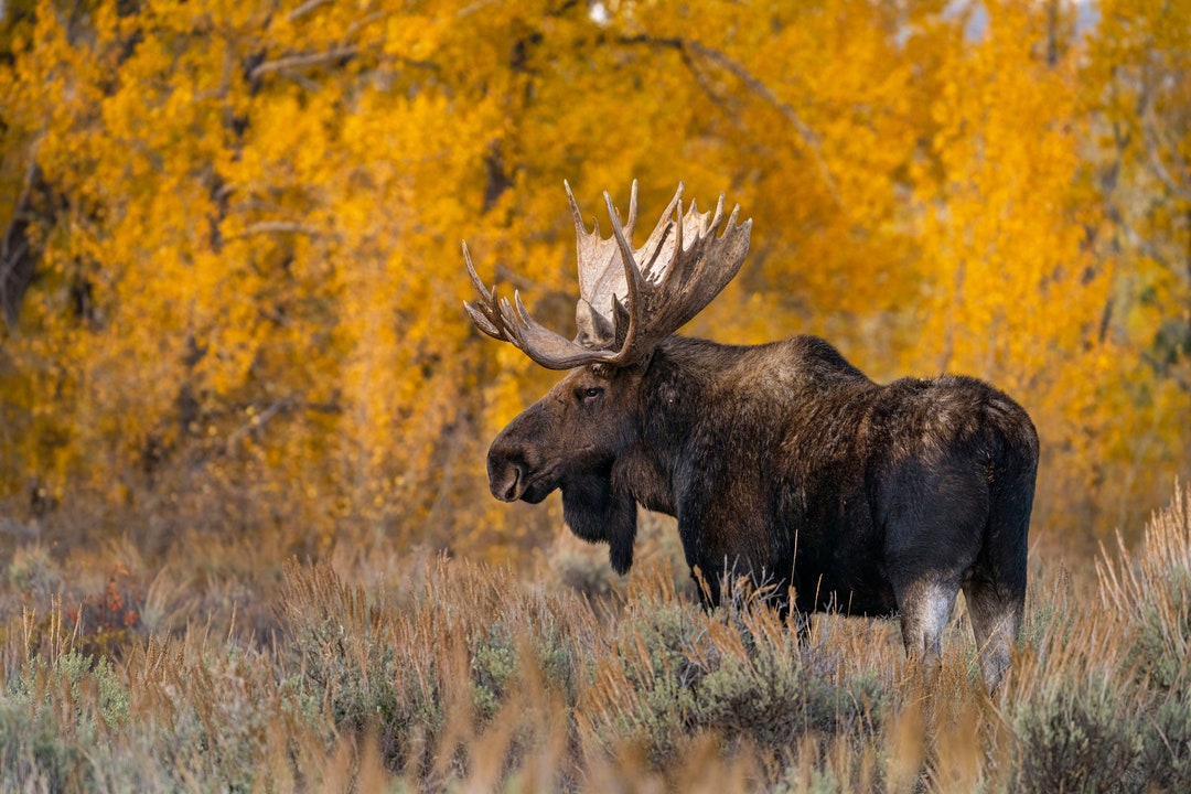 Bull Moose in Fall Color Photo Print, Wildlife Photography Art, Moose Art, Grand Teton Art ...