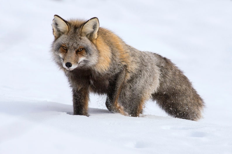 Cross Fox Walking in the Snow, Wildlife Photography Art, Decor, Room ...