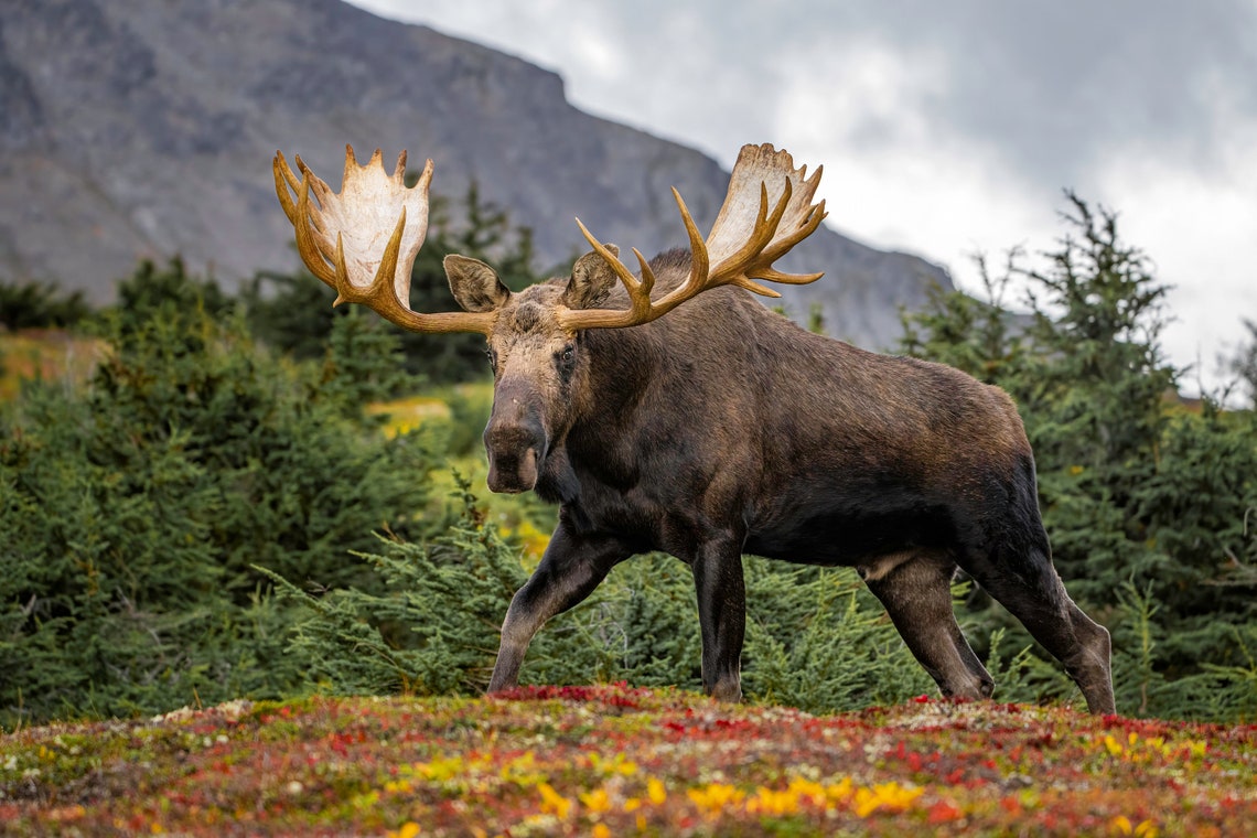 Bull Moose Walking on Tundra, Wildlife Photography Art, Alaska Art ...