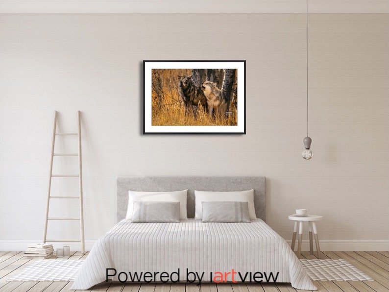 Black and Gray Wolves Howling in Grand Teton National Park -fine Art ...