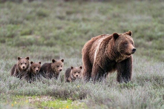 Grizzly Bear 399 and Her 4 Cubs Walking | Etsy Grizzly Bear 399 and Her 4 Cubs Walking | Etsy