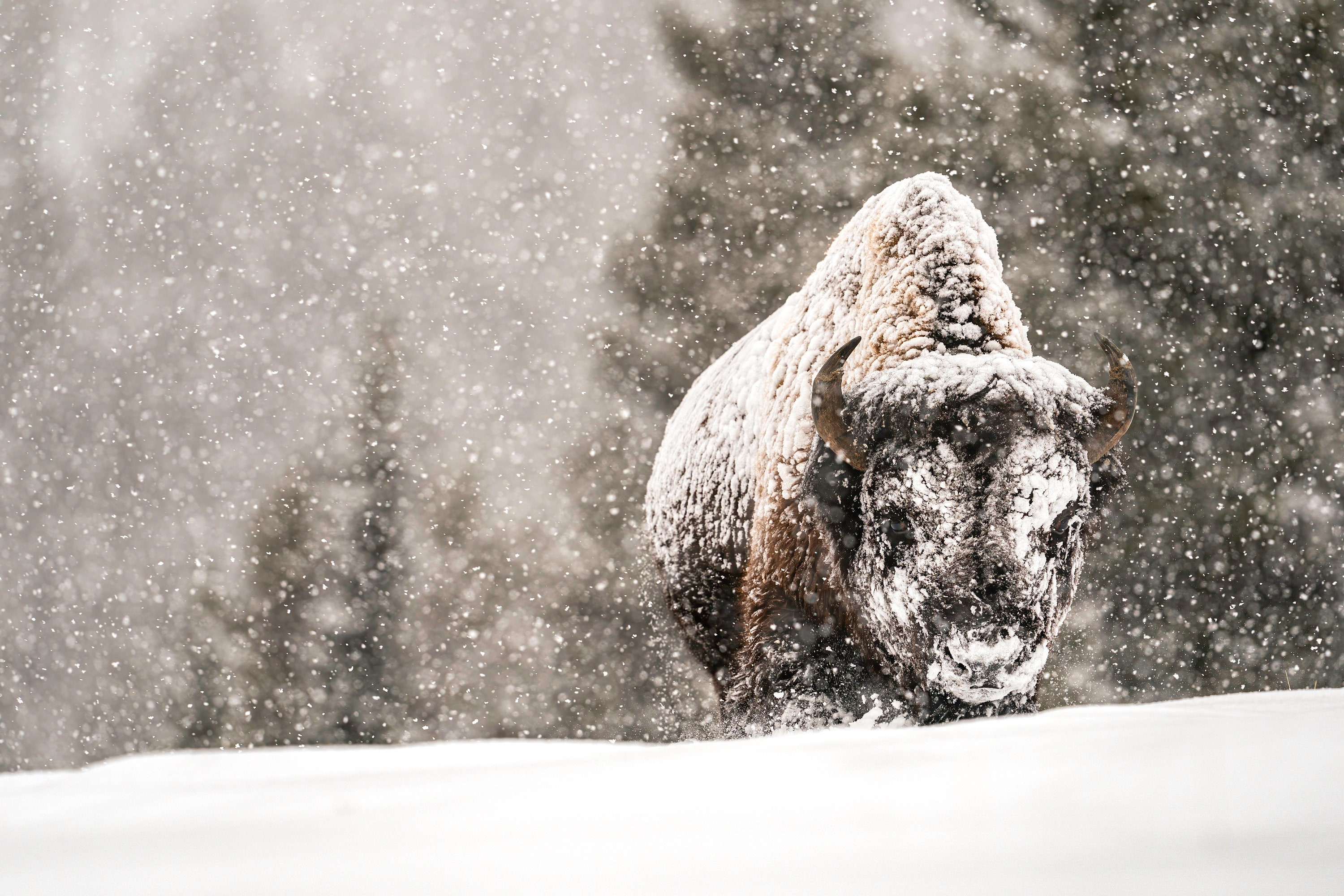 Yellowstone Bull Bison/buffalo Covered in Snow in Yellowstone National ...