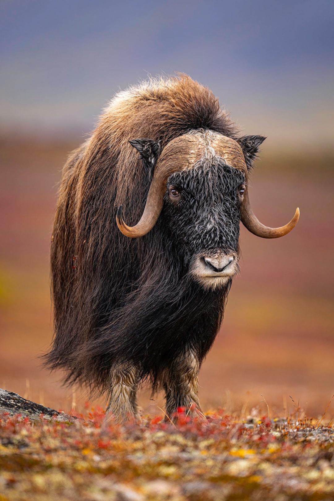 Bull Muskox in Fall Color - Fine Art Wildlife Photography Print - Etsy
