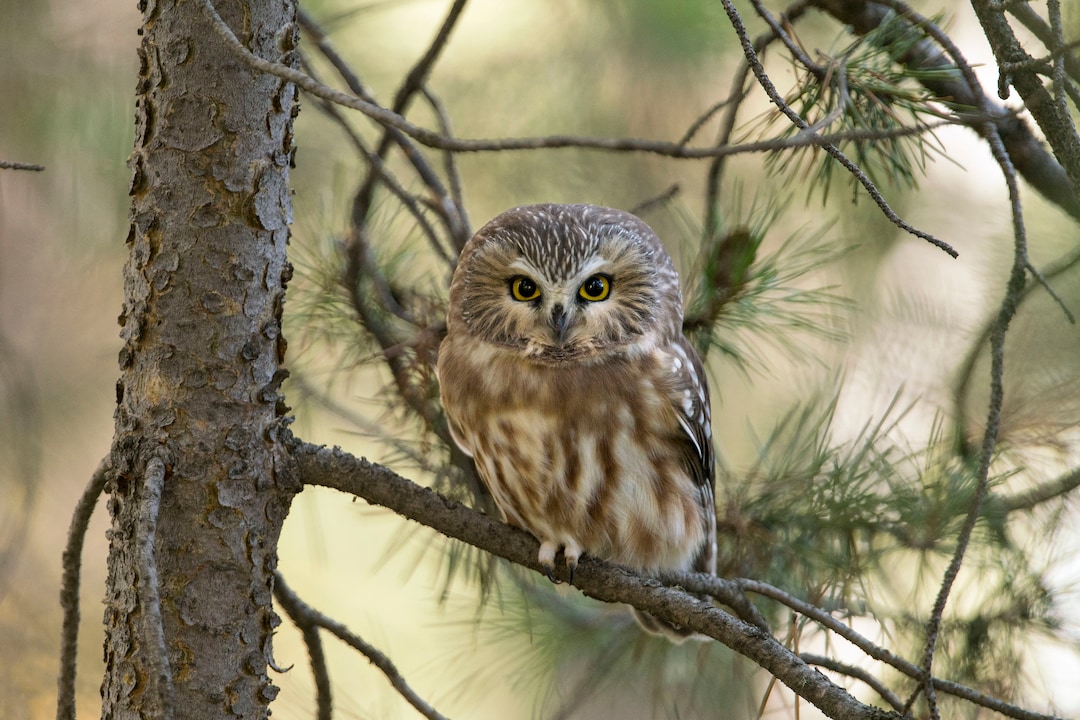 Northern Saw Whet Owl in a Pine, Wildlife Photography Art, Room, Wall ...