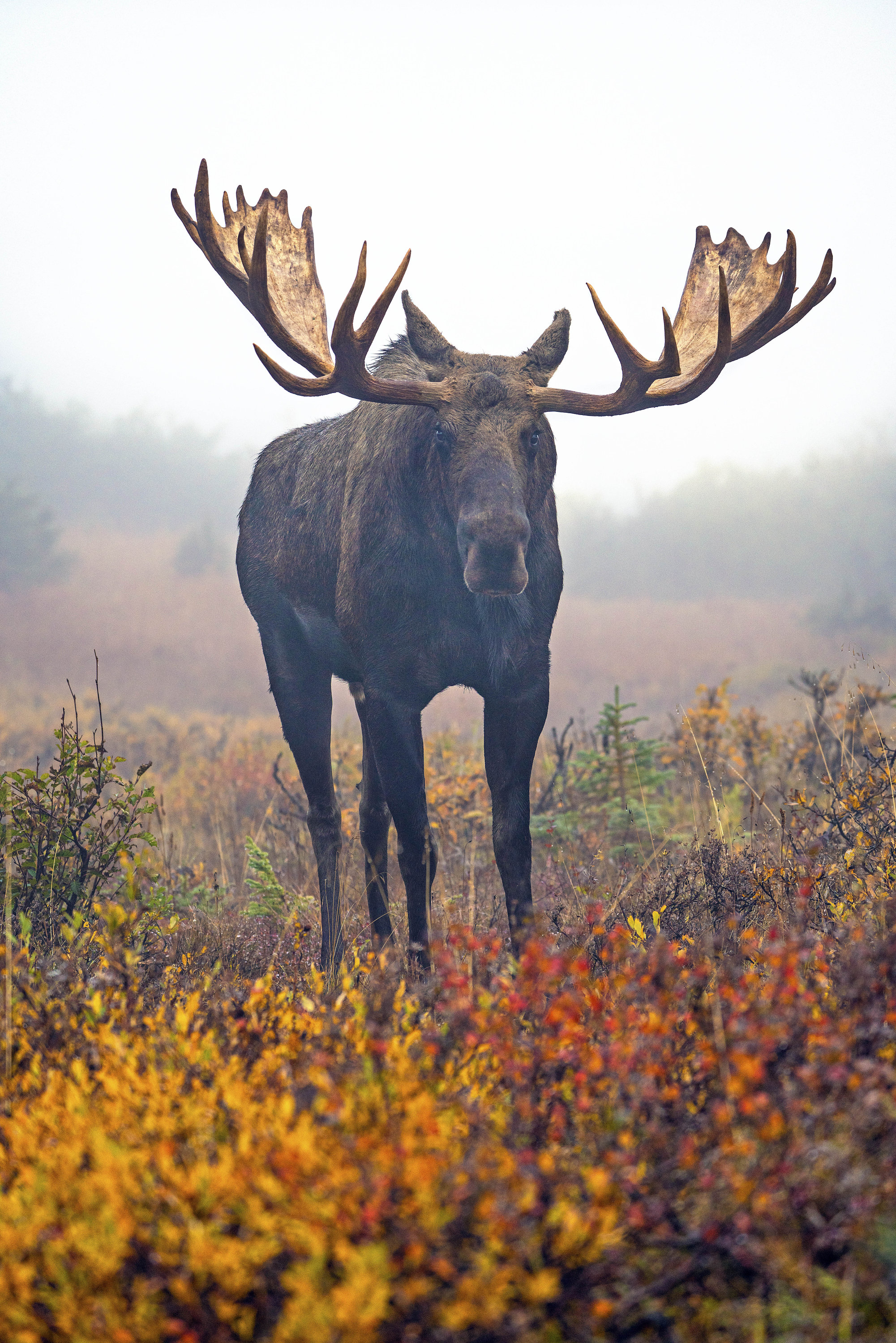 Bull Moose Standing in Fog, Wildlife Photography Art, Alaska Art, Moose ...
