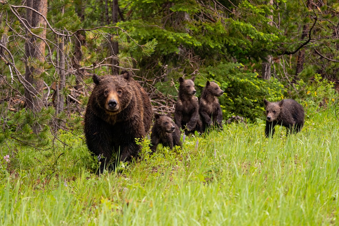 Grizzly 399 and Her 4 Cubs, Wildlife Photography Art, Grand Teton Art ...