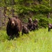 Brown Bear - "alaskan Teddy" - Etsy Canada