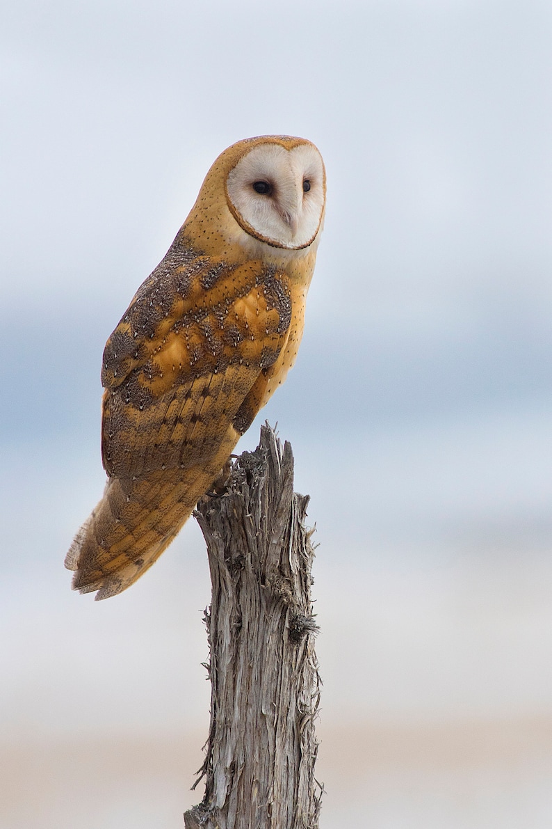Barn Owl on a Post, Wildlife Photography Art, Room Wall Art, Owl Art ...