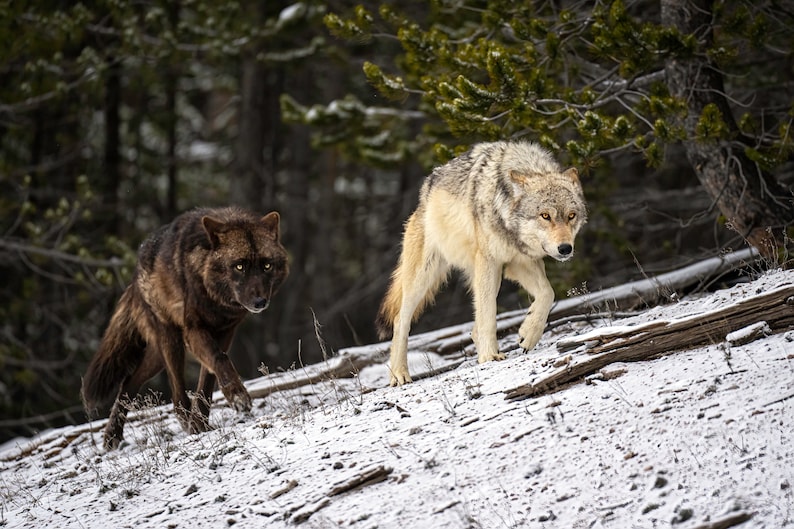 Black and Gray Wolves Walking Through the Snow in Yellowstone National ...