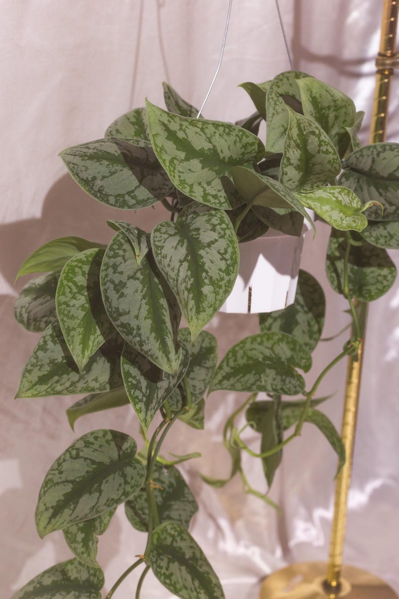 Satin Pothos ~ Scindapsus Pictus Exotica ~ Fast Growing Plant ~ Rare ...
