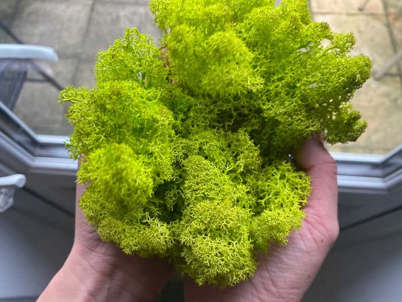 Preserved Moss Lichen Preserved Moss. Natural Preserved Moss. | Etsy