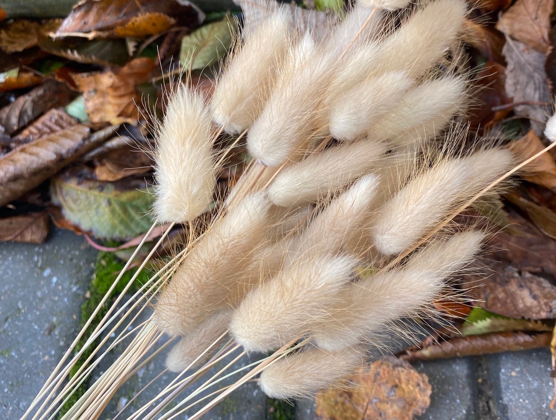 Mini Bunny Tail Bunch. Letterbox Dried Bunny Tails. Natural Mini Gift ...