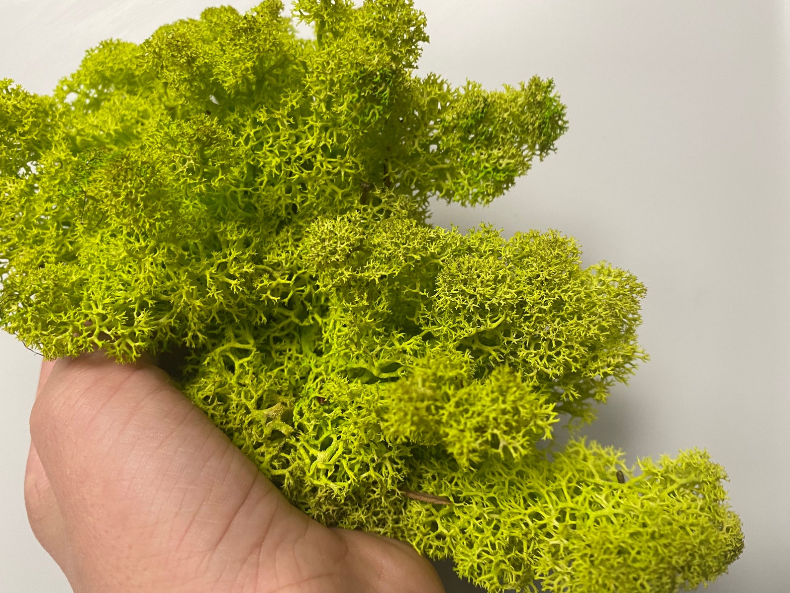 Preserved Moss Lichen, Preserved Moss. Natural Preserved Moss. Florist ...