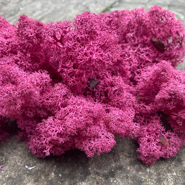 Pink Reindeer Moss - Etsy