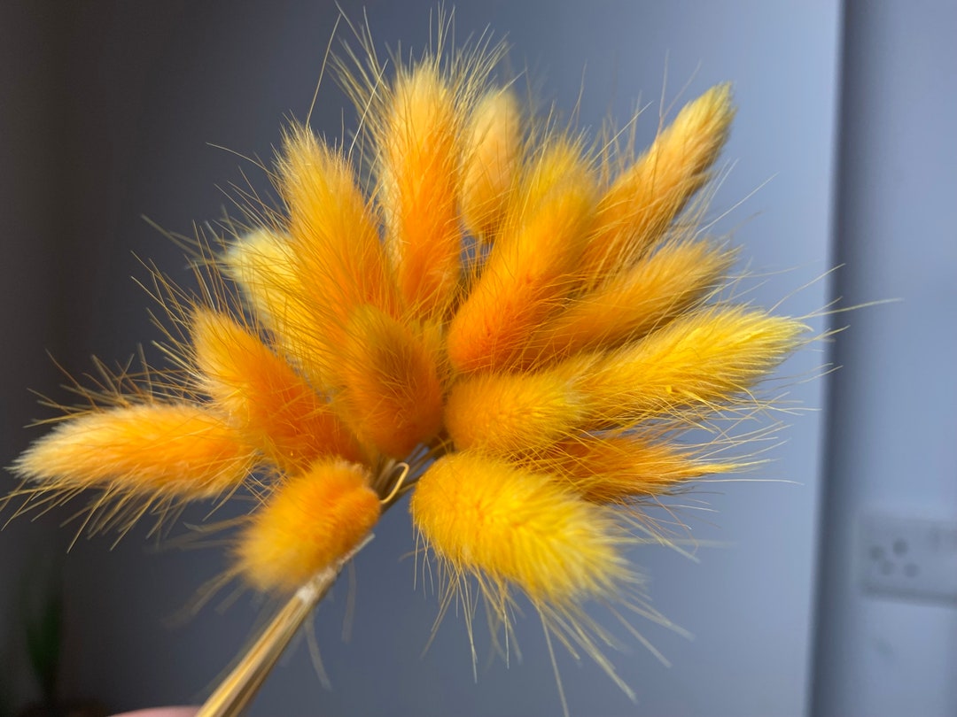 20 Small Orange Lagurus Stems, DIY Letterbox. Beautiful Orange Dried ...