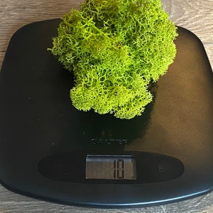 Preserved Moss Lichen, Preserved Moss. Natural Preserved Moss. Florist ...