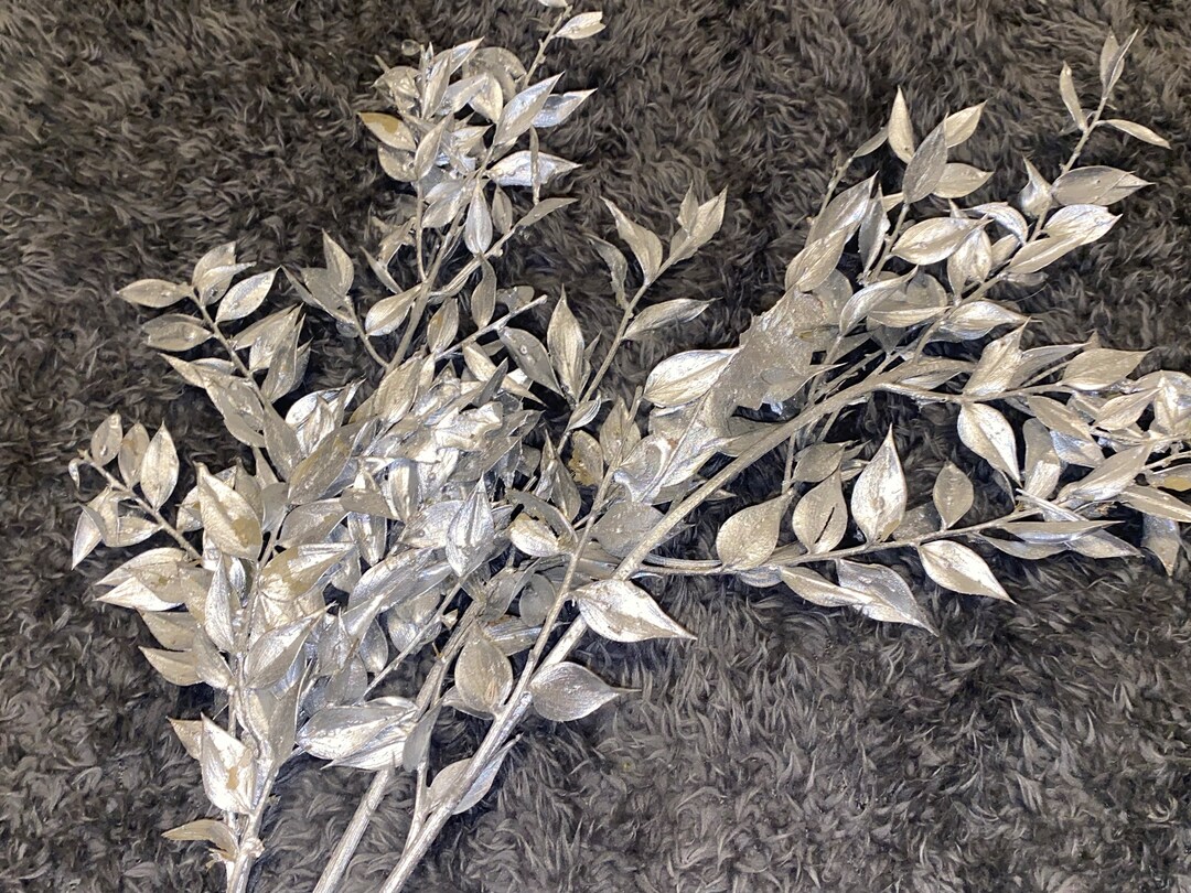 2 Preserved Silver Ruscus Stems Elegant Christmas - Etsy