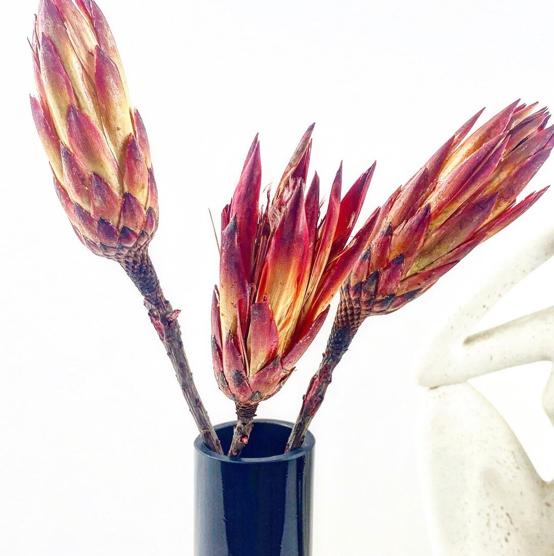 Protea Stems, Natural Dried Protea, Dried Protea African Repens, Dried ...