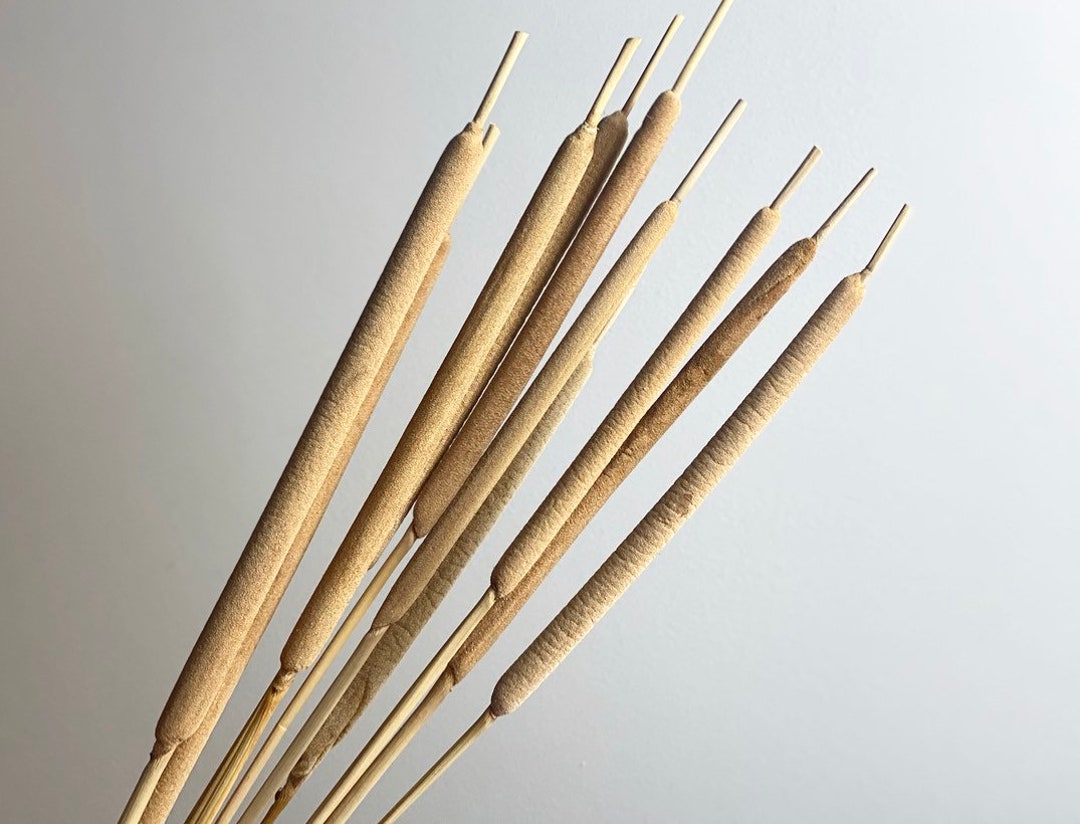 Dried Bulrushes Dried Flowers Natural Bulrush Dried Cattail - Etsy