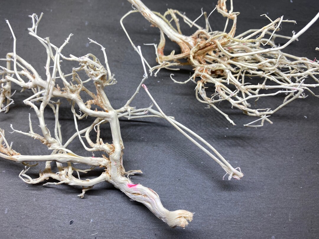 Dried Root, Bleached Root, Unique Root, Christmas Decoration Supplies ...