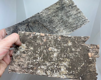 Birch Tree Bark | Etsy