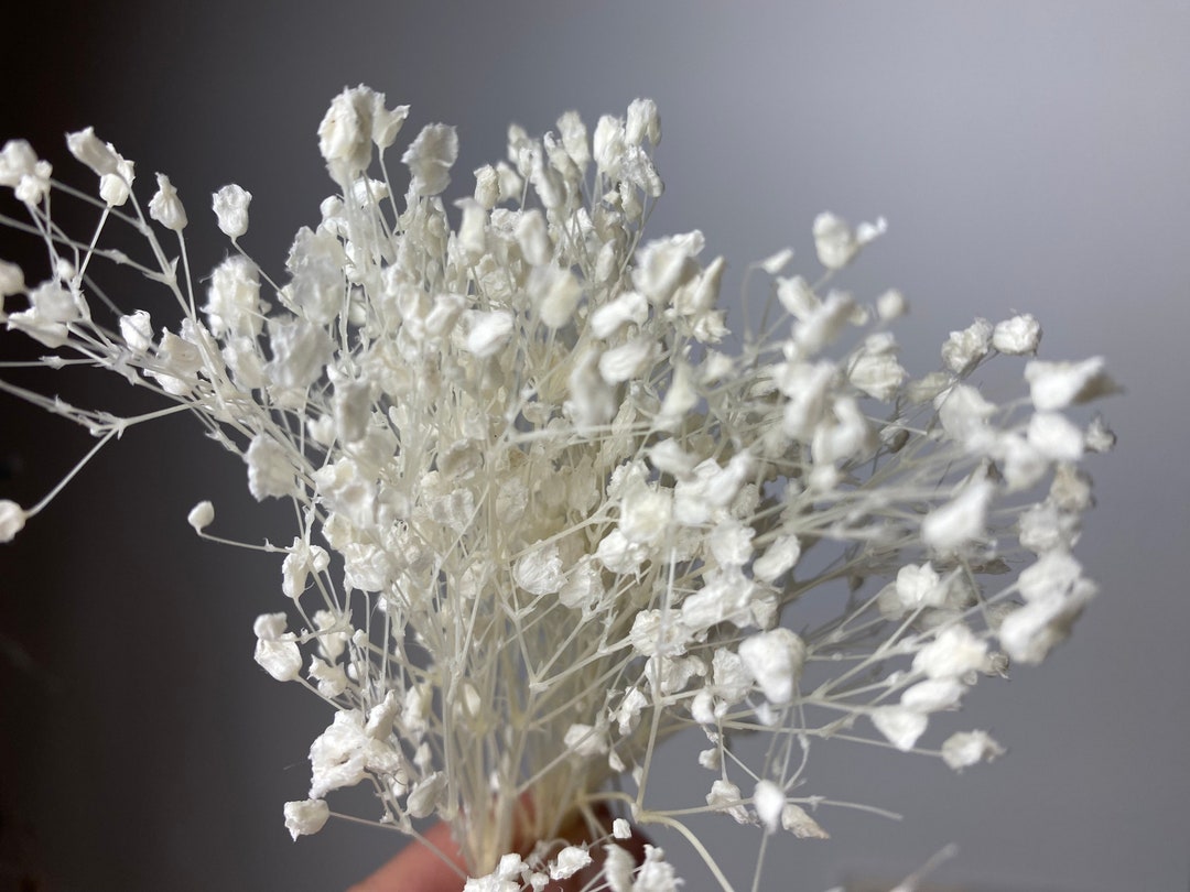 5 Gr Bunch of Preserved Gypsophila Stems, Gypsophila for Cake Decoration , Long Lasting Eco ...