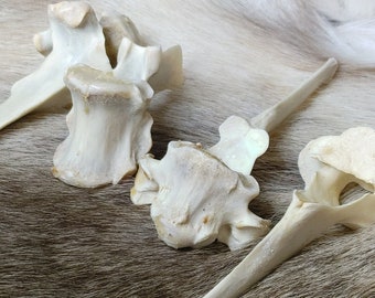 Weathered Goat Spine - Etsy