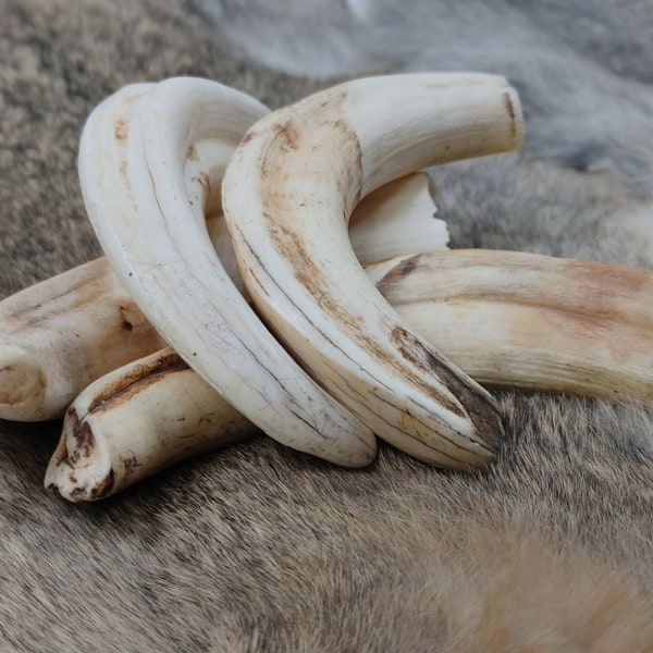 Wild Boar Teeth - Etsy