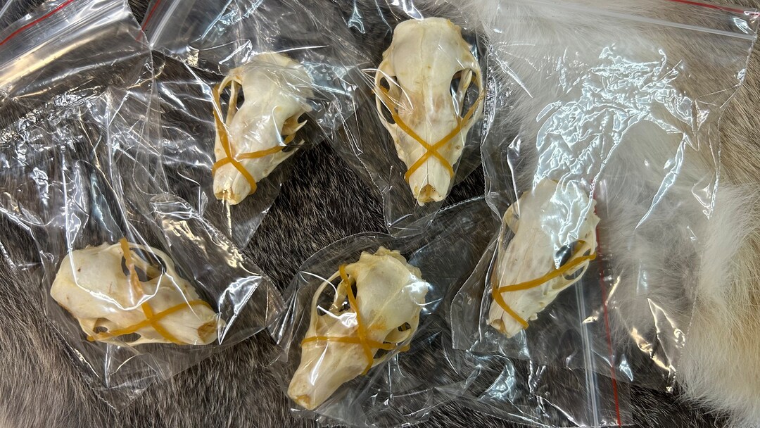 1 Real Hedgehog Skull Classroom Decor Bone Collections Alter Decor D&D ...