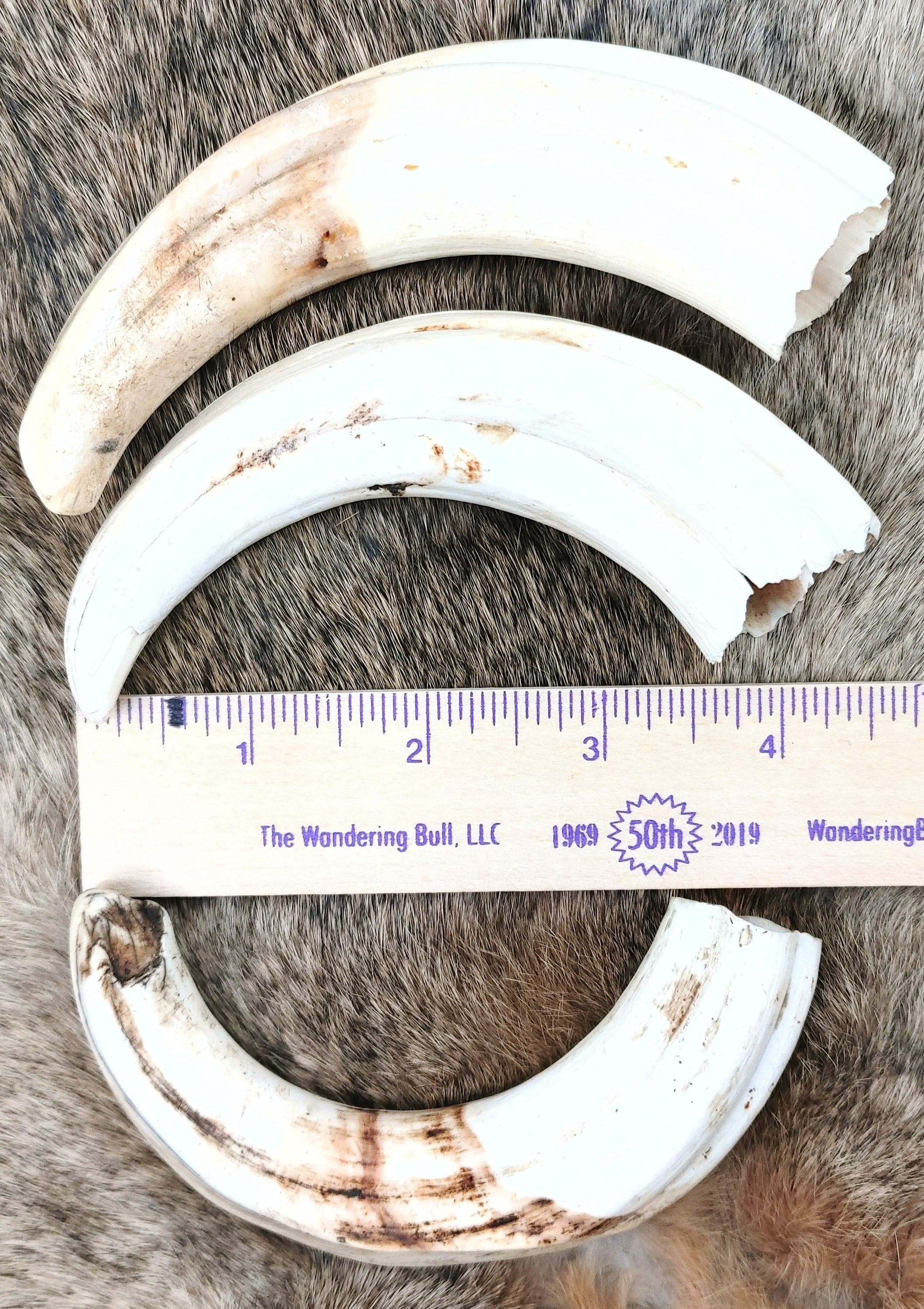 Real Wild Boar Teeth Boars Canines African Boar Teeth - Etsy