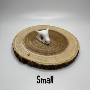 Jumping Spider or Tarantula Cubone Skull Decoration - Etsy