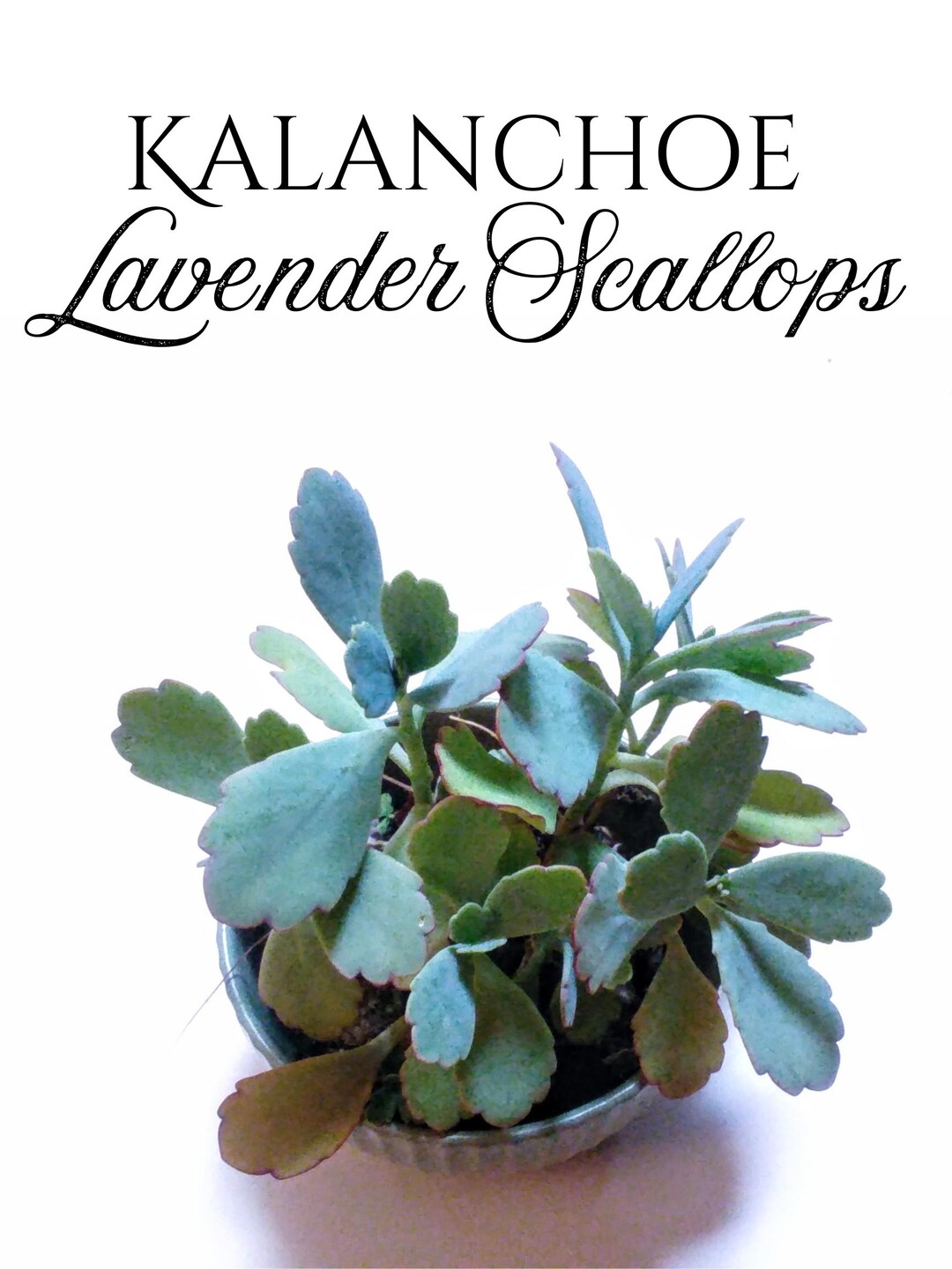 Lavender Scallops, Kalanchoe Trimmings for Propagation - Set of 3 ...