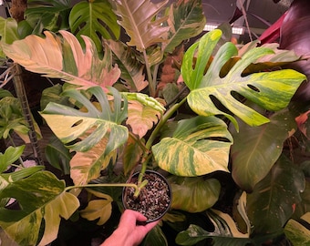 Monstera Tricolor - Etsy