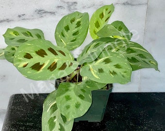 Maranta Variegated - Etsy