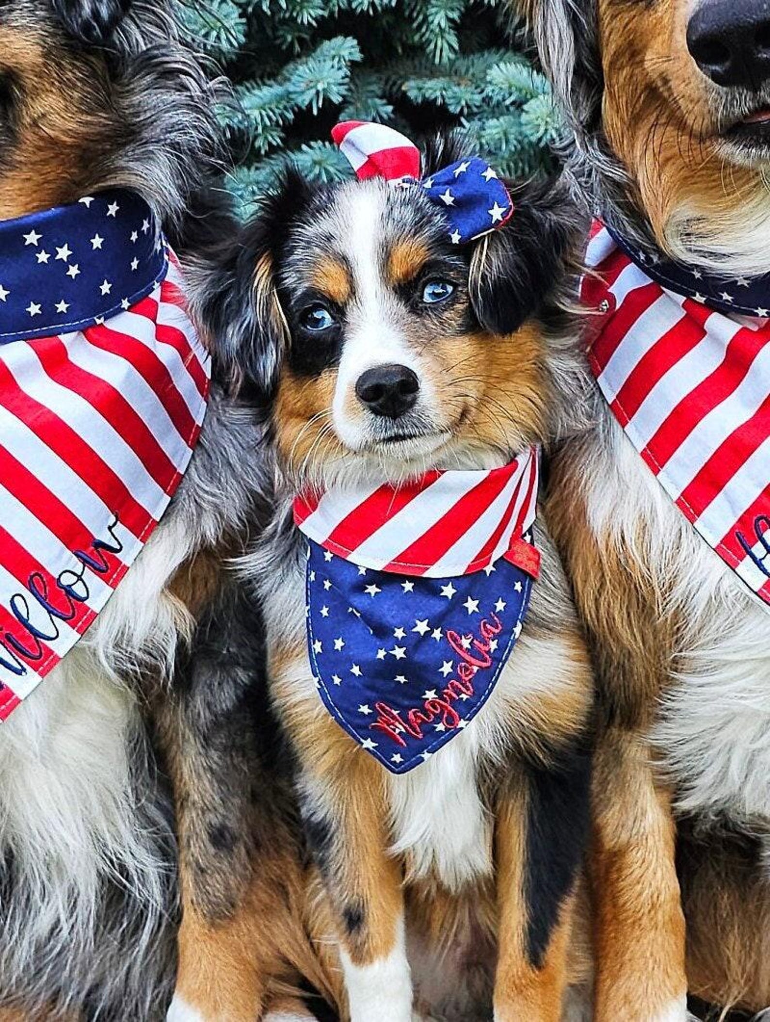 American Flag Dog Bandana, Memorial Day/july 4th, Tie & Snap Style ...