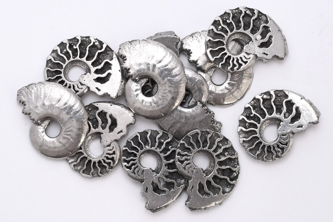 Nautilus Shell Slice Pewter Charm 22x28mm Sold per Each - Etsy
