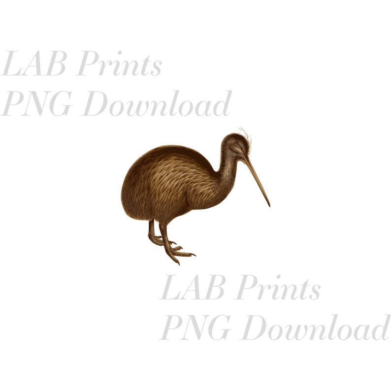 Kiwi Bird PNG Digital Clip Art File - Etsy Australia